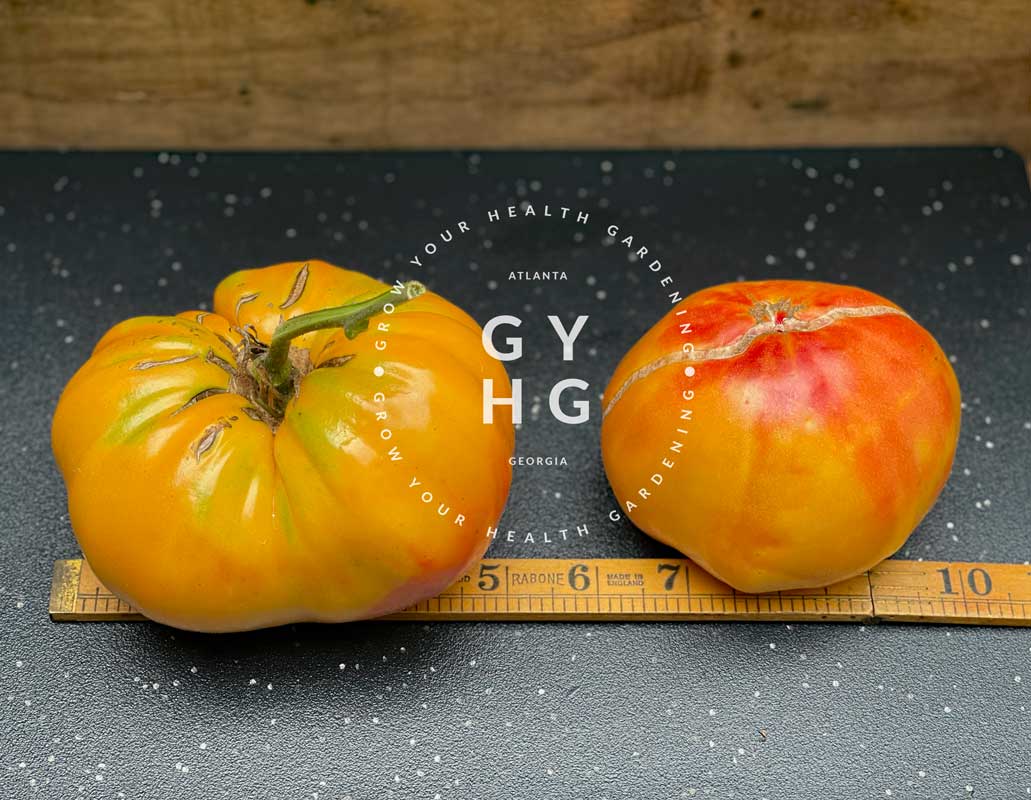 Grow a Record Breaking Tomato: 28 Tomato Cultivars that Produce Really ...