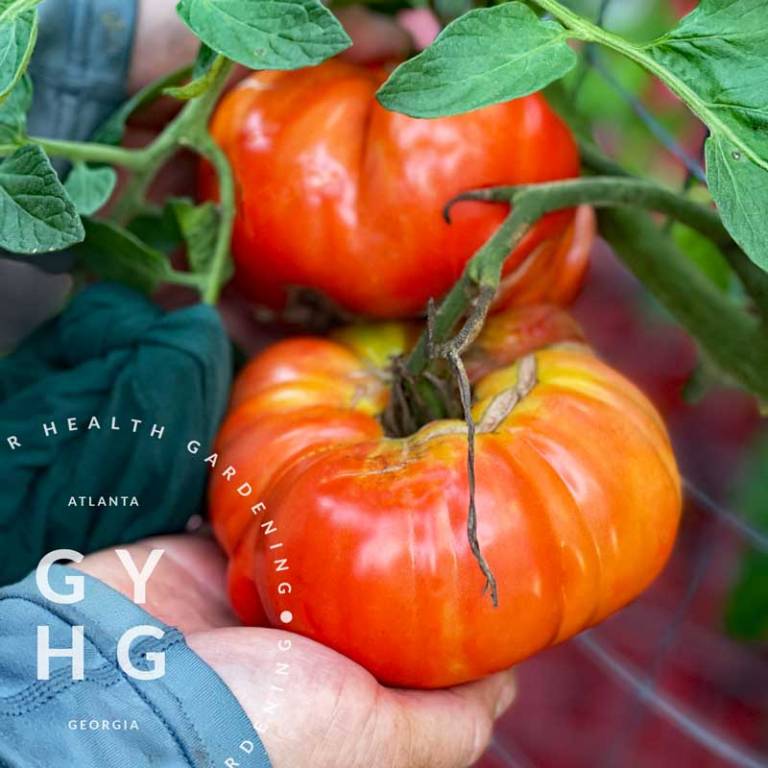 Grow a Record Breaking Tomato: 28 Tomato Cultivars that Produce Really ...